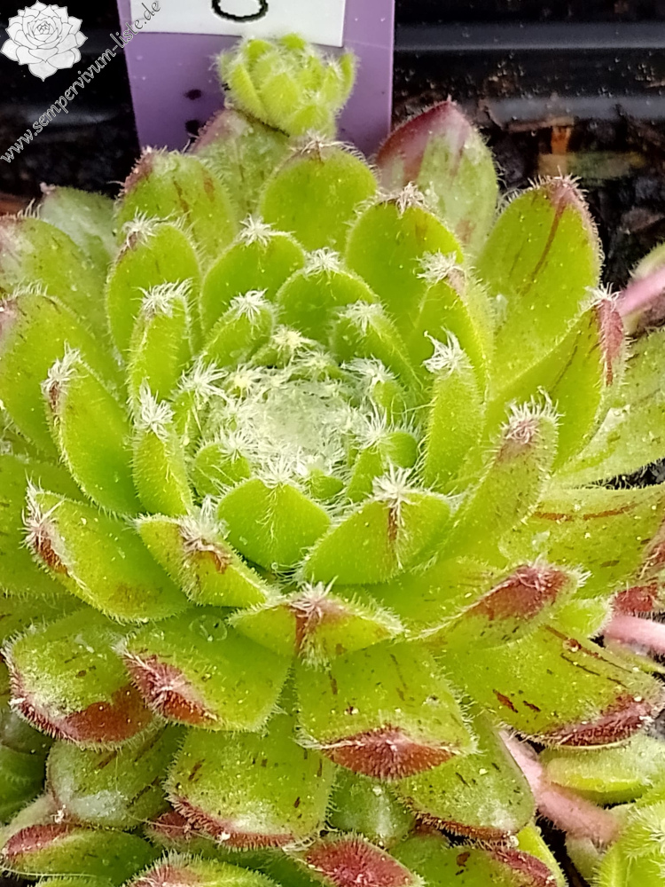 Poco Loco (NG) | Sempervivum-Liste